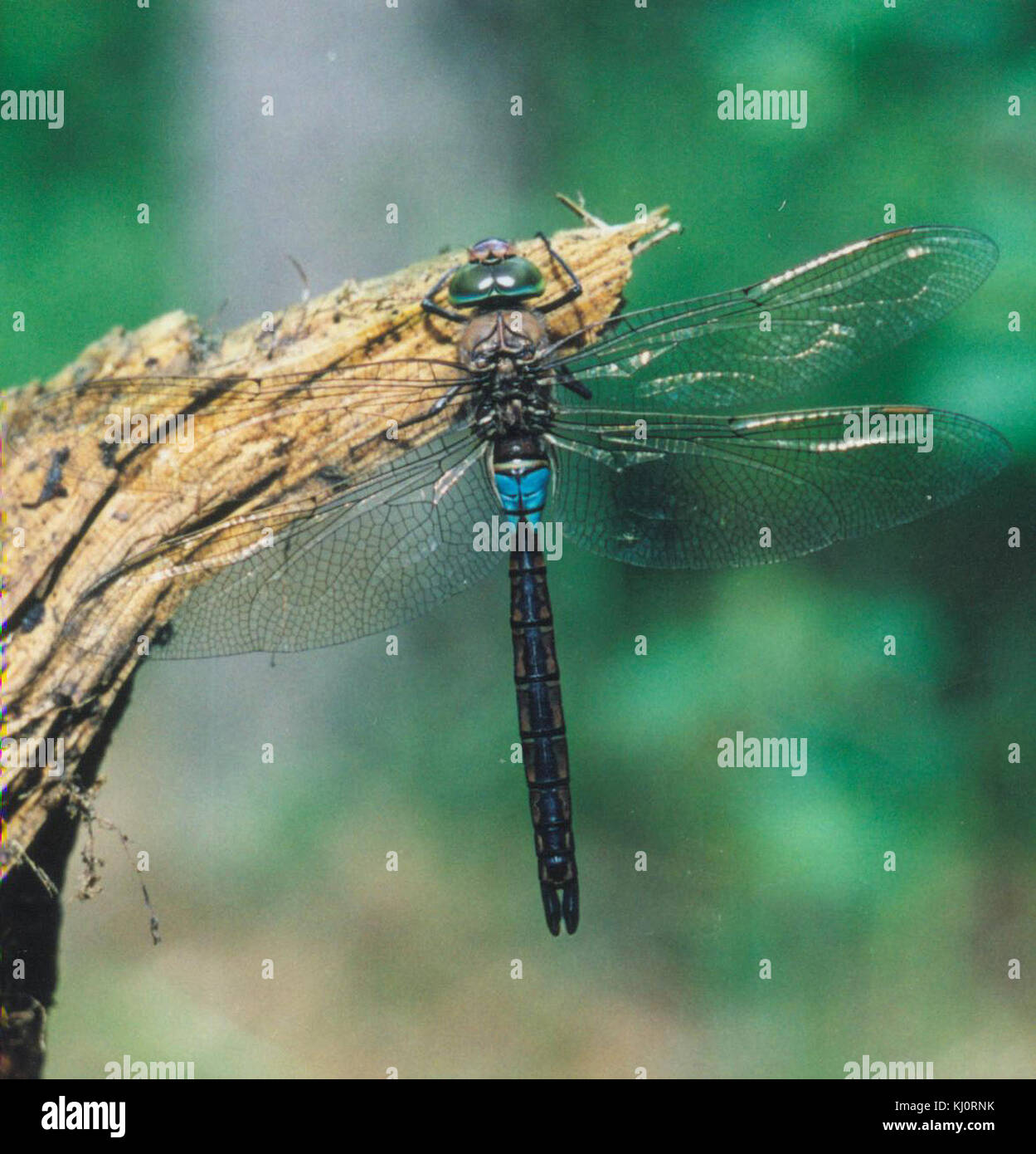 Parthenope hi-res stock photography and images - Alamy