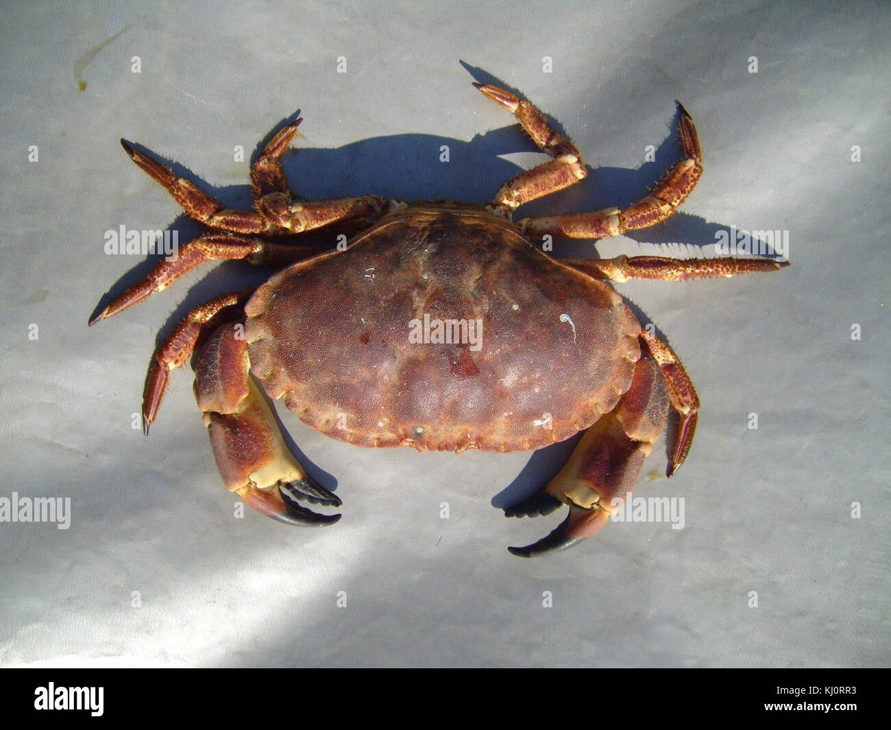 Various oceanic regions hi-res stock photography and images - Alamy