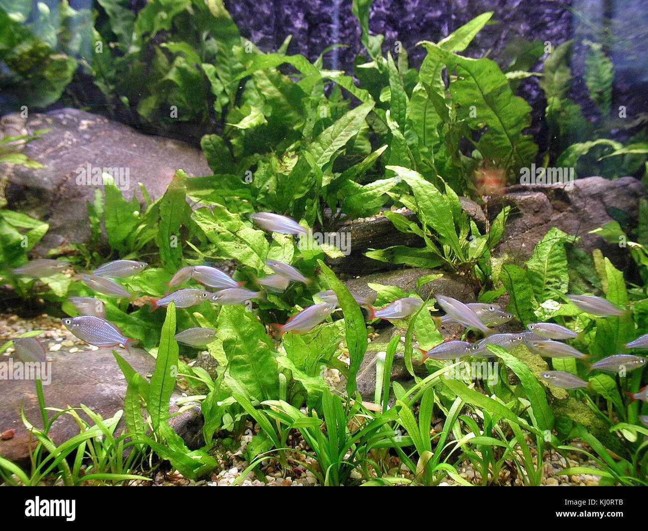 Aquarium fish in plants Stock Photo - Alamy