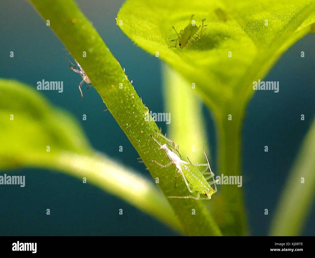 Aphids insects hi-res stock photography and images - Alamy