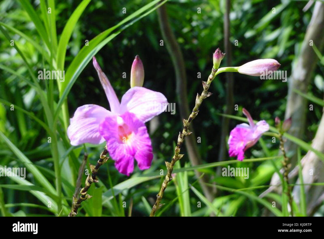 Graminifolia hi-res stock photography and images - Alamy