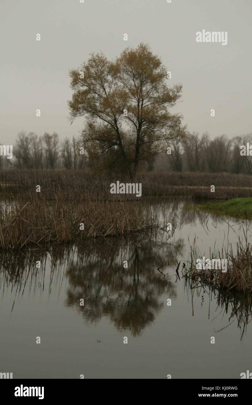 Image of trees over water in wetland Stock Photo - Alamy