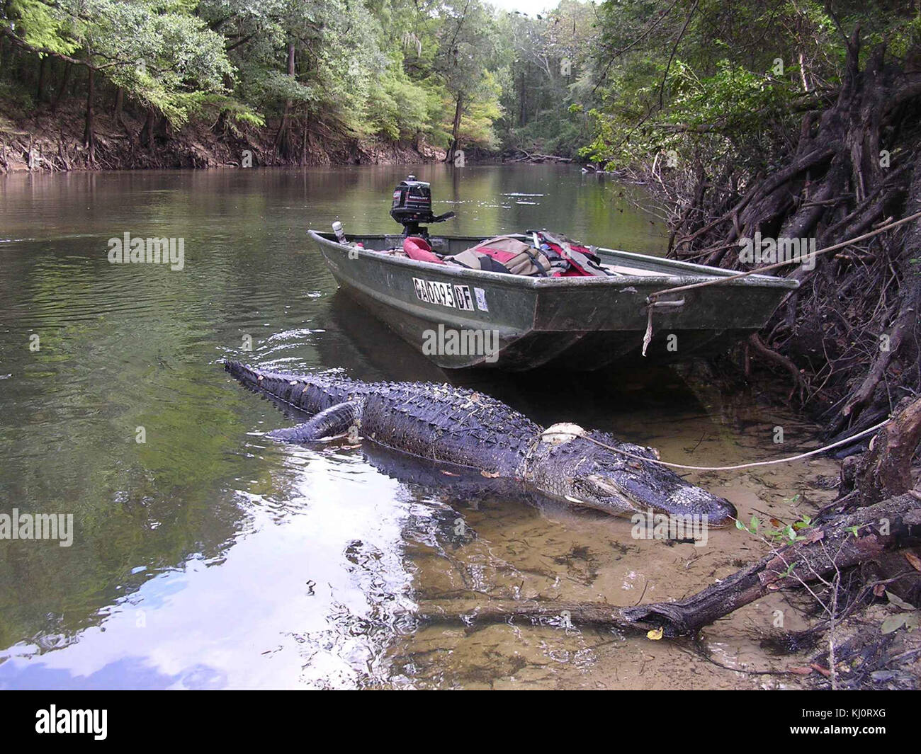 American alligator on coast Stock Photo - Alamy