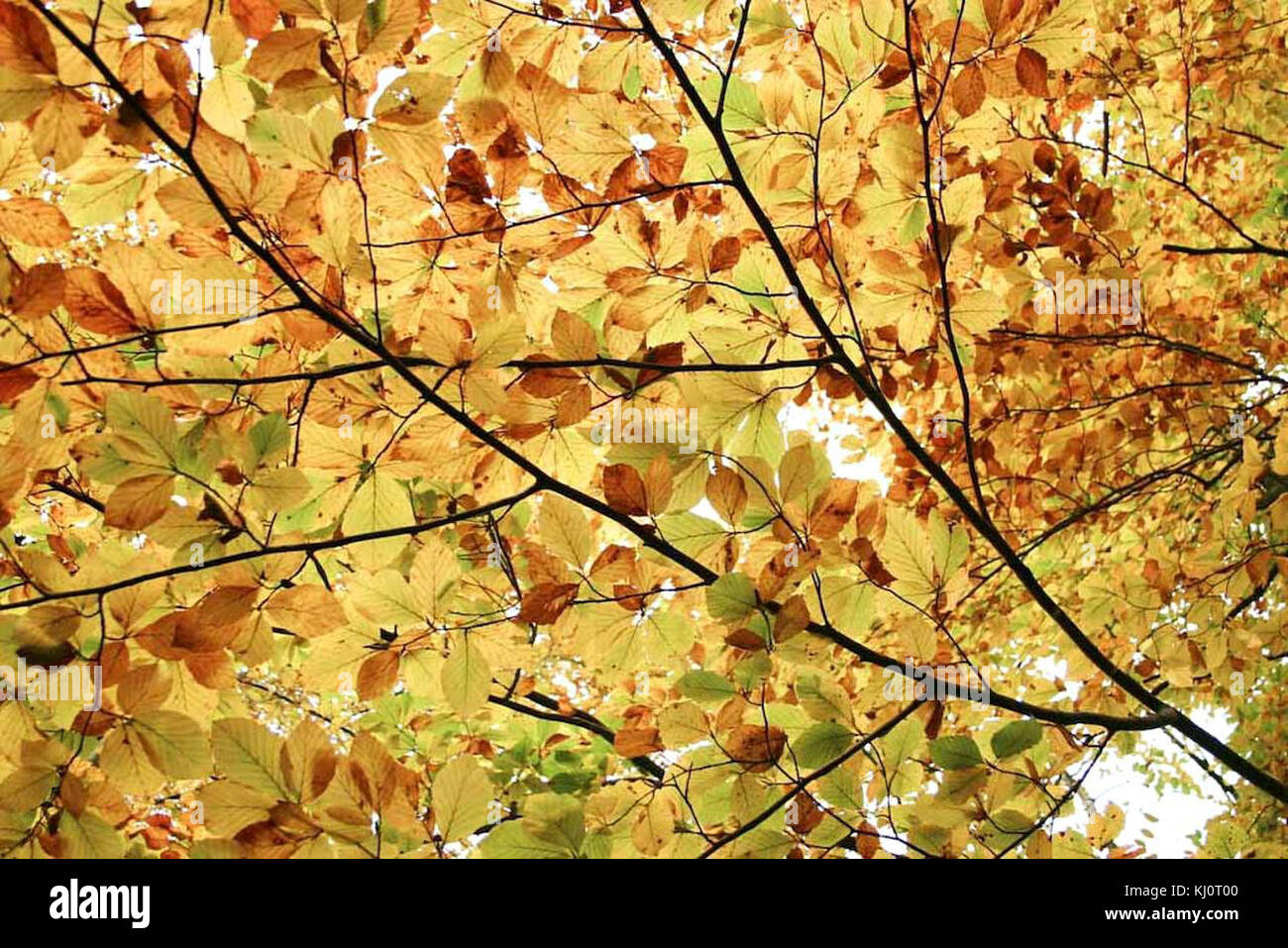 Autum leaves wallpaper Stock Photo - Alamy