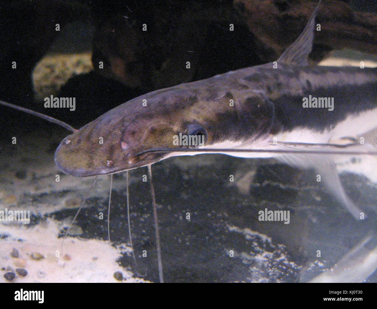 Barbel illustration hi-res stock photography and images - Alamy