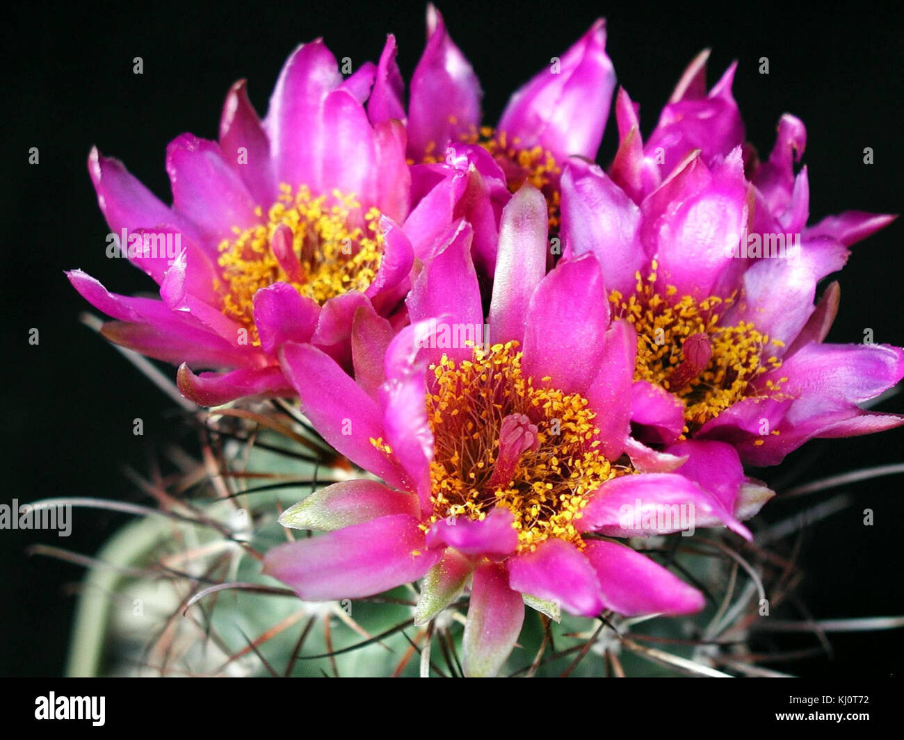 Big cacti flowers Stock Photo - Alamy