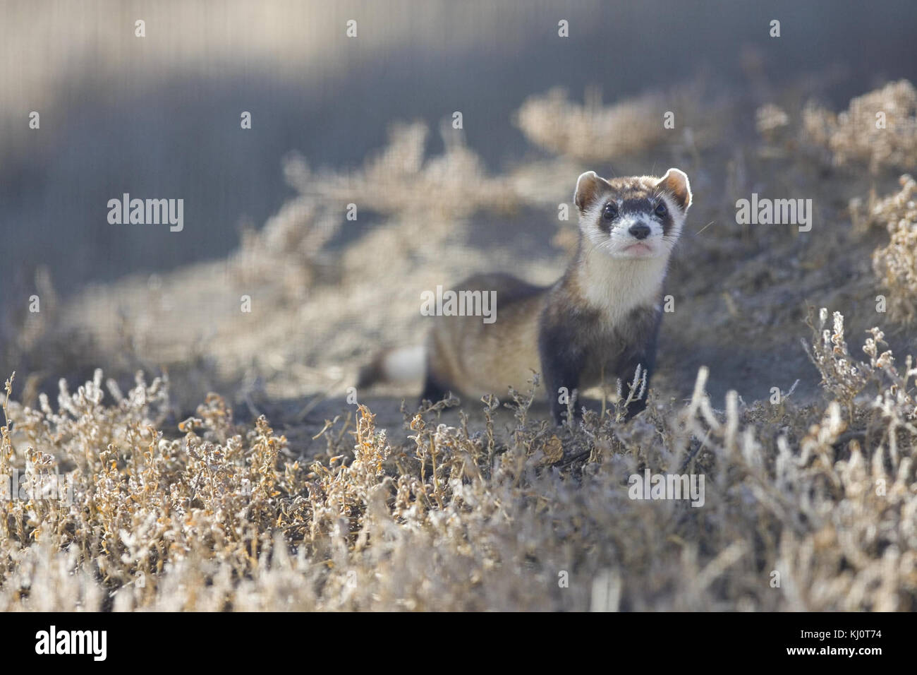 Black footed ferret Stock Photo - Alamy