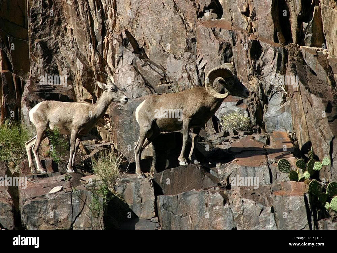 Bighorn sheep (1 Stock Photo - Alamy