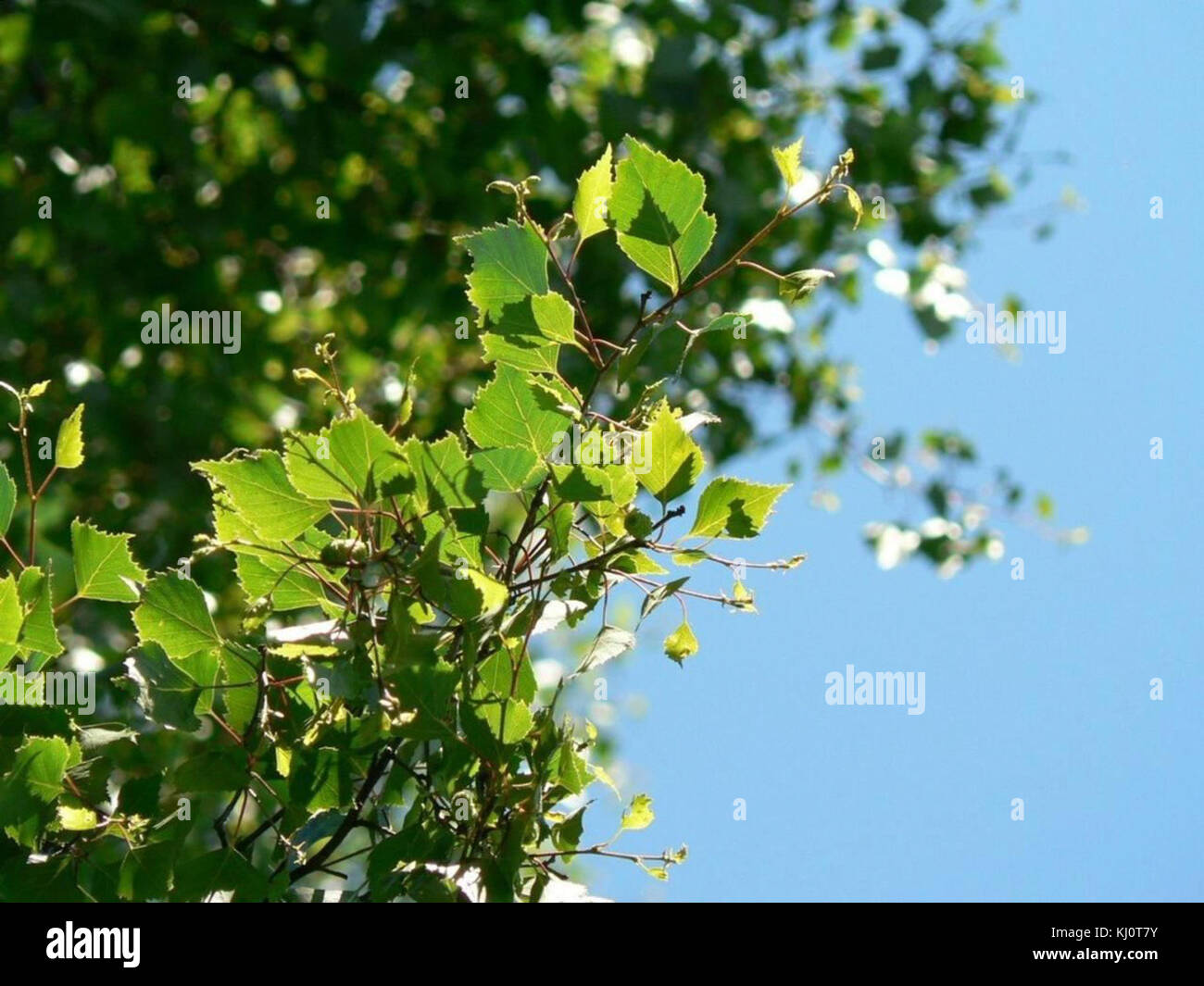 Cycle growth birch tree hi-res stock photography and images - Alamy