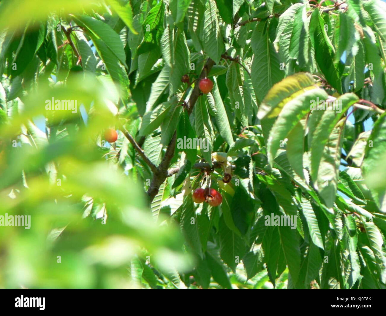 Bigarreau hi-res stock photography and images - Alamy