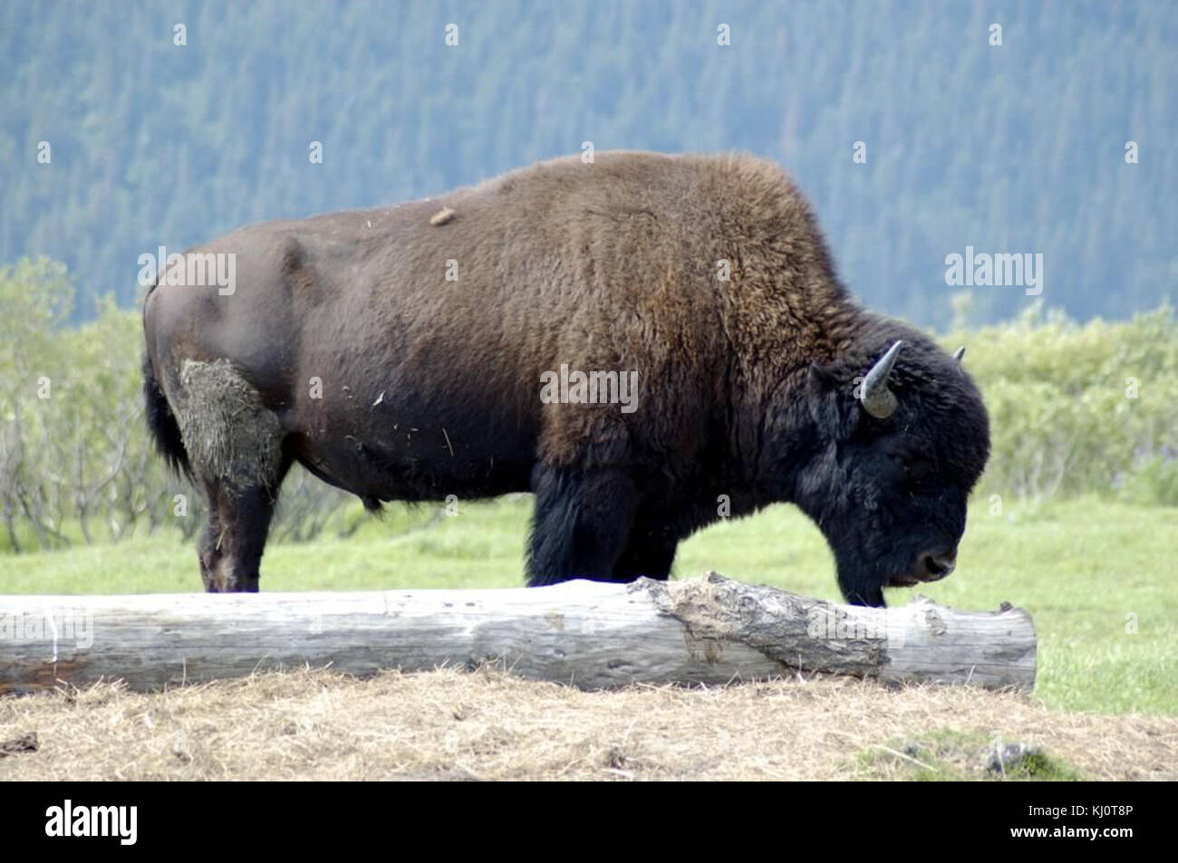 Bison free photo Stock Photo - Alamy
