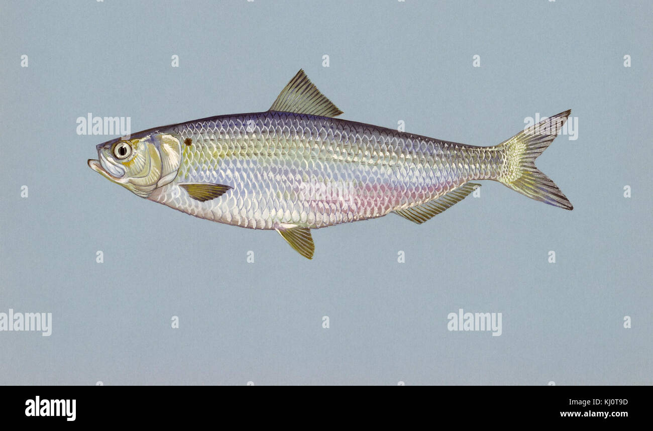 Blueback herring fish image Stock Photo - Alamy