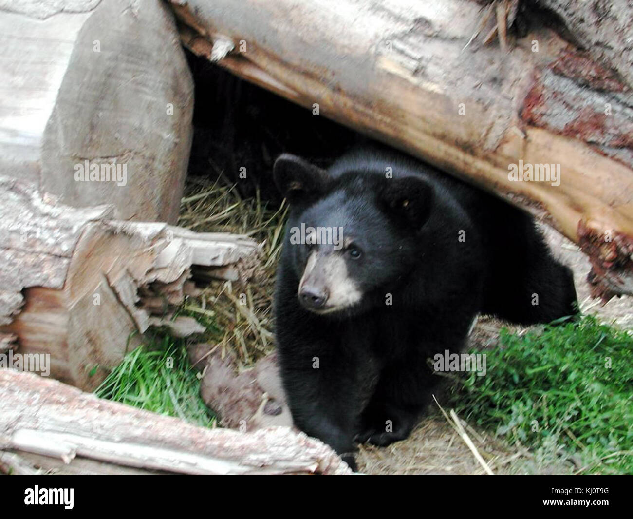 Black bear in cave Stock Photo - Alamy