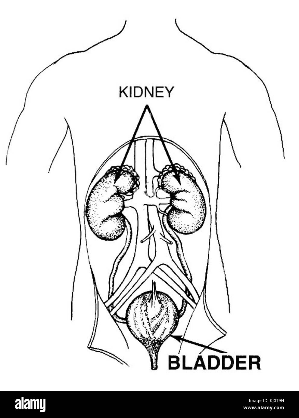 Bladder vintage illustration Black and White Stock Photos & Images - Alamy