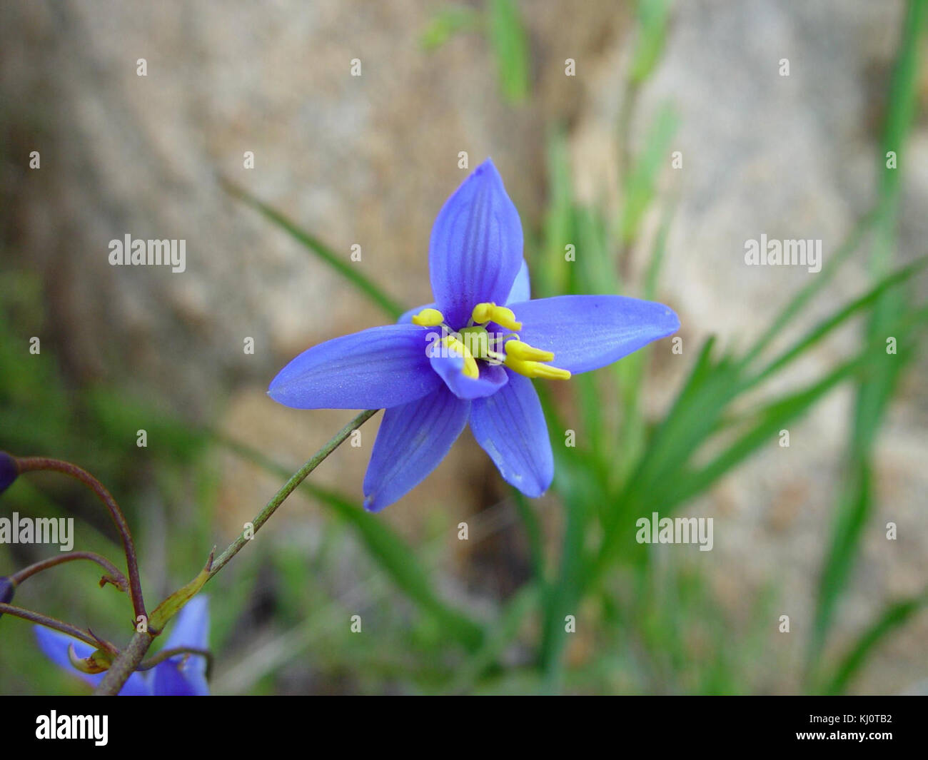 Blue and gold native bloom Stock Photo - Alamy