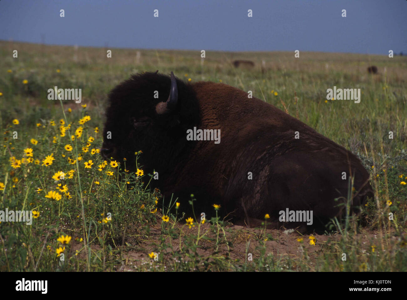 A photograph of an American bison, showcasing the animal's robust build ...