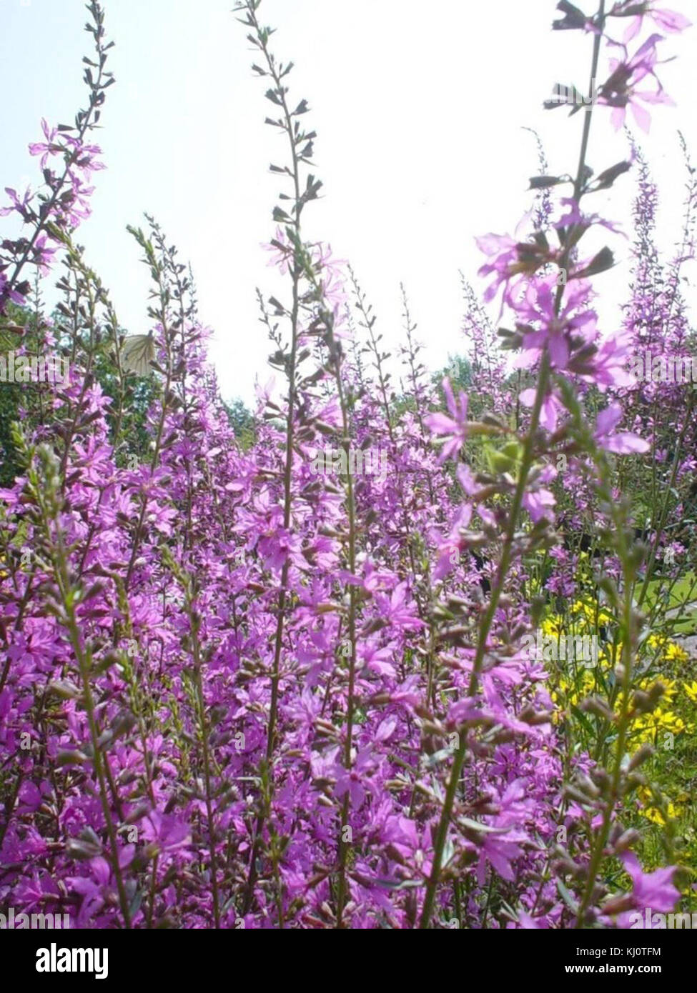 Bright pink flowers Stock Photo - Alamy
