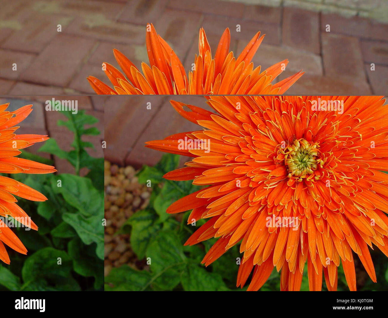 Bright orange flower Stock Photo - Alamy