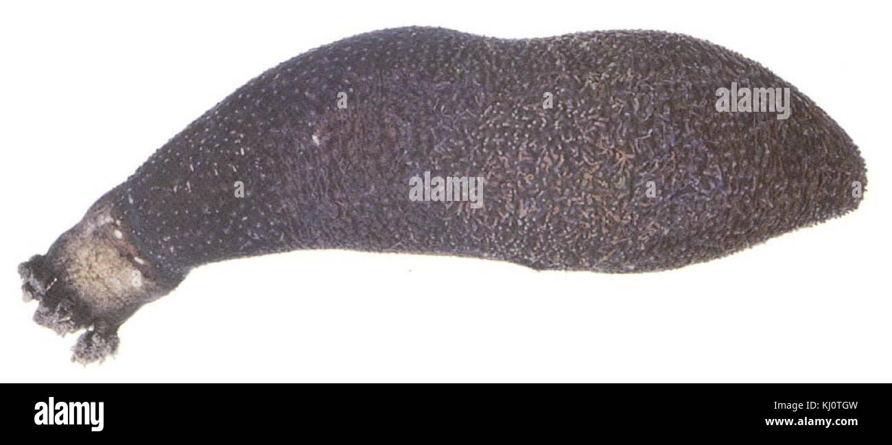 Briareus hi-res stock photography and images - Alamy