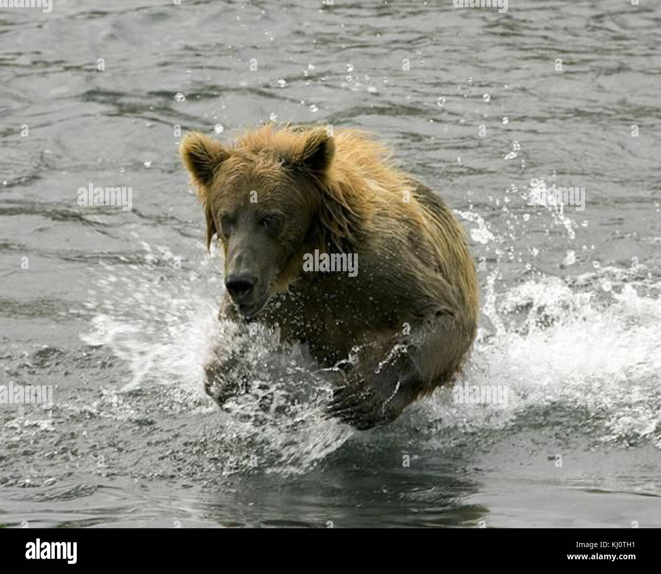Brown bear in stream Stock Photo - Alamy