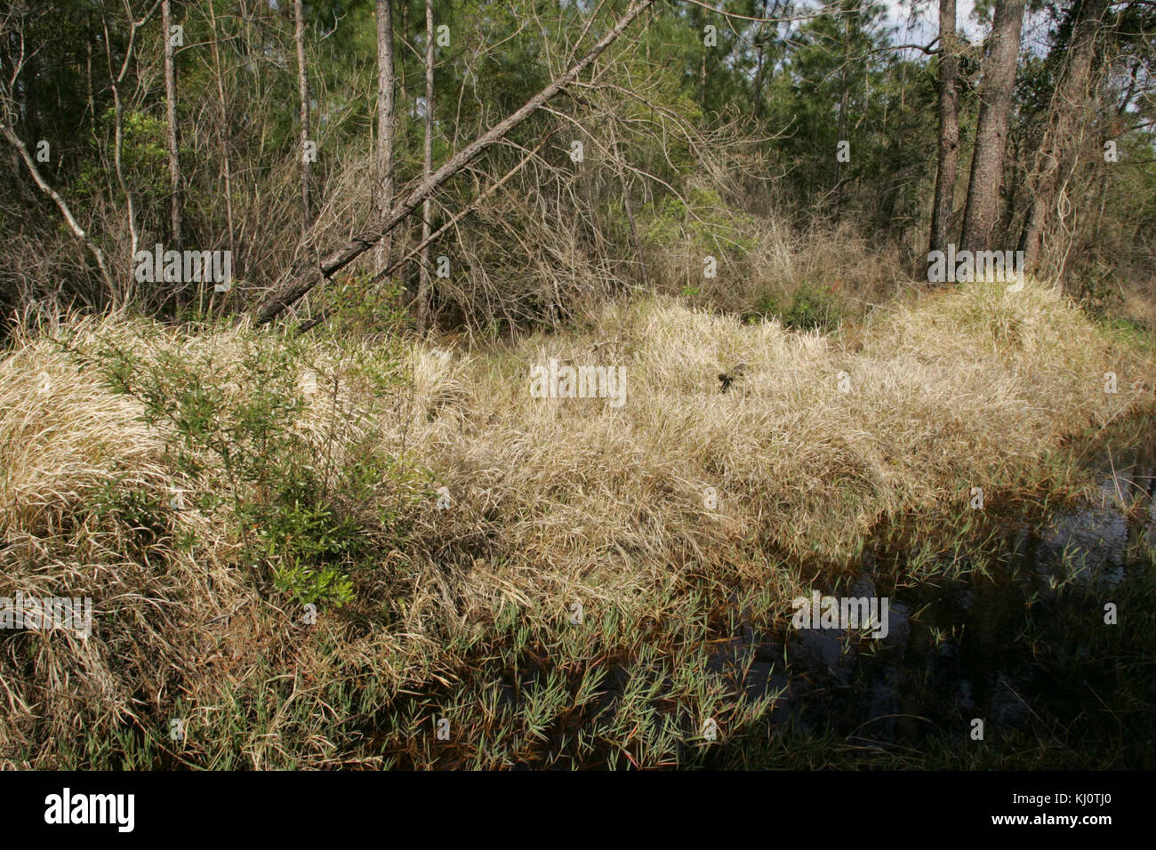 Cogan hi-res stock photography and images - Alamy