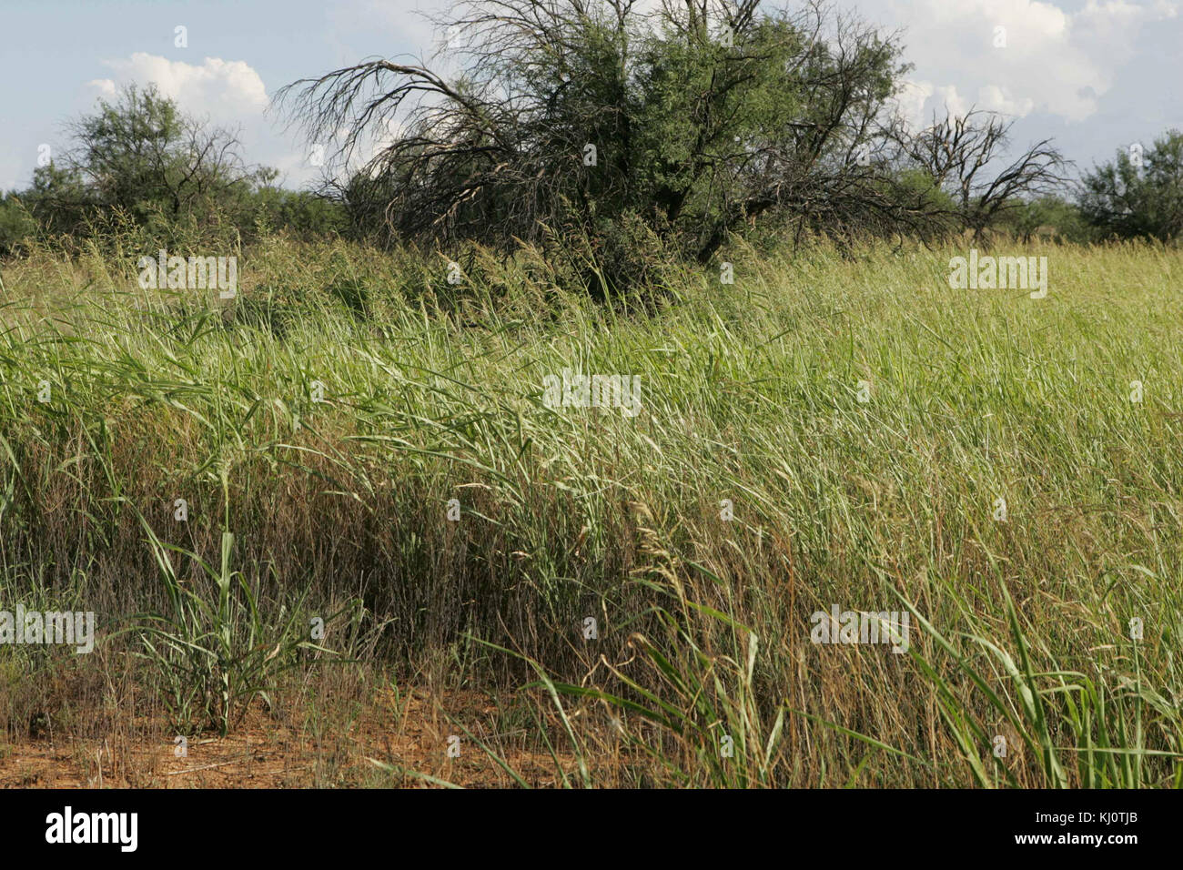Invasive grasses compete with native plants Stock Photo - Alamy