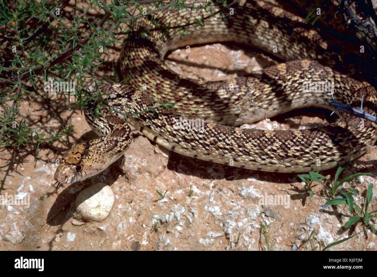 Bull snake in New Mexico Stock Photo - Alamy