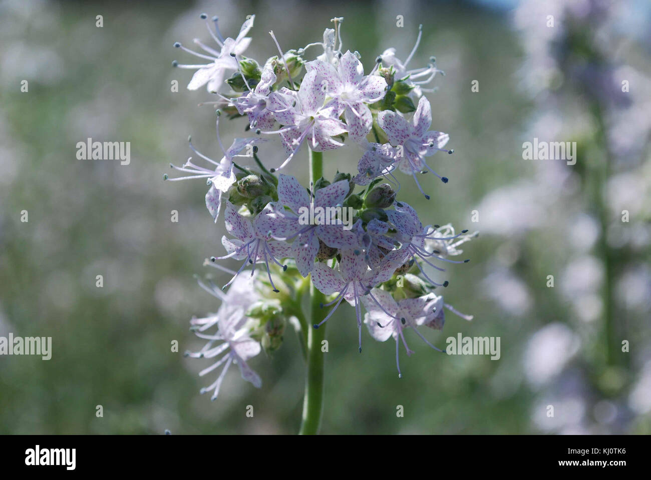 Ipomopsis polyantha pagosa skyrocket flowers Stock Photo - Alamy