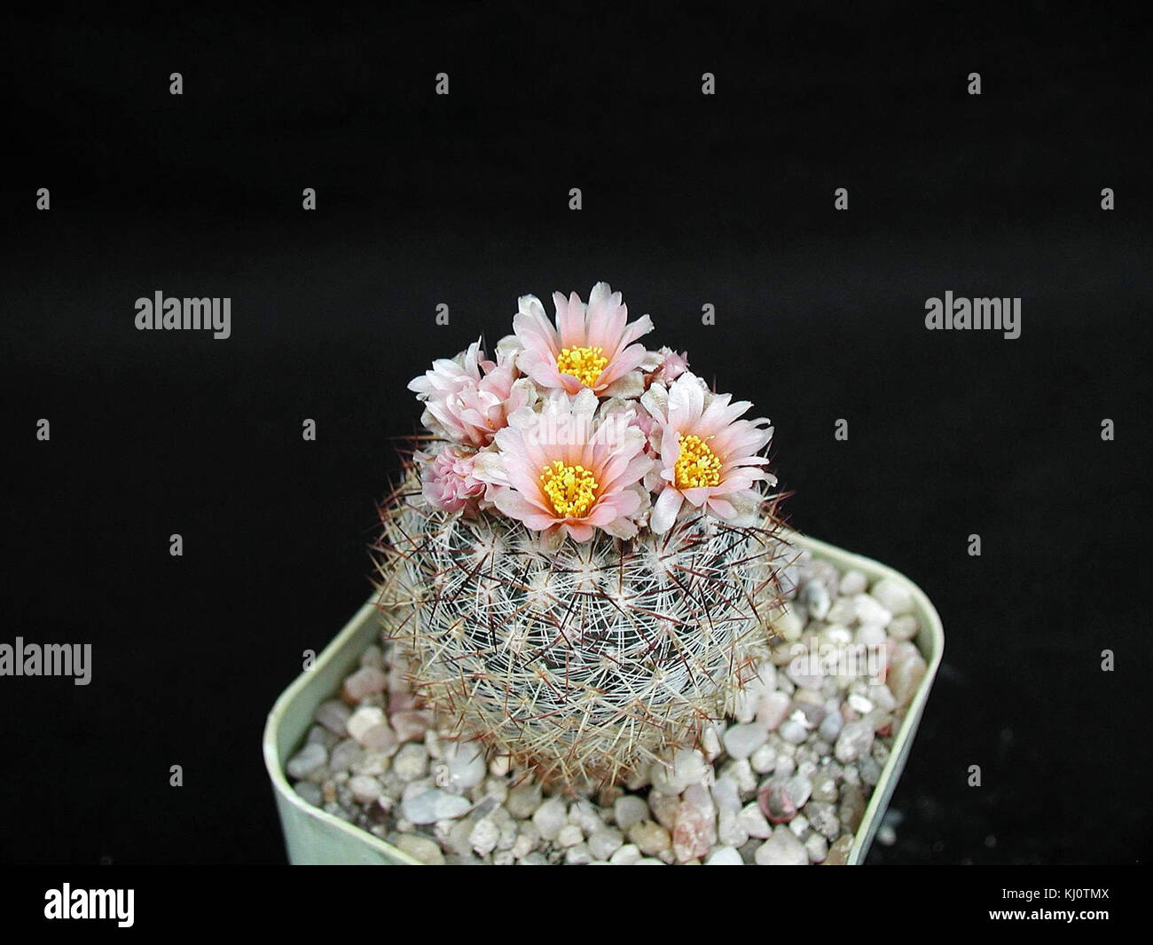 Cactus pear illustration hi-res stock photography and images - Alamy