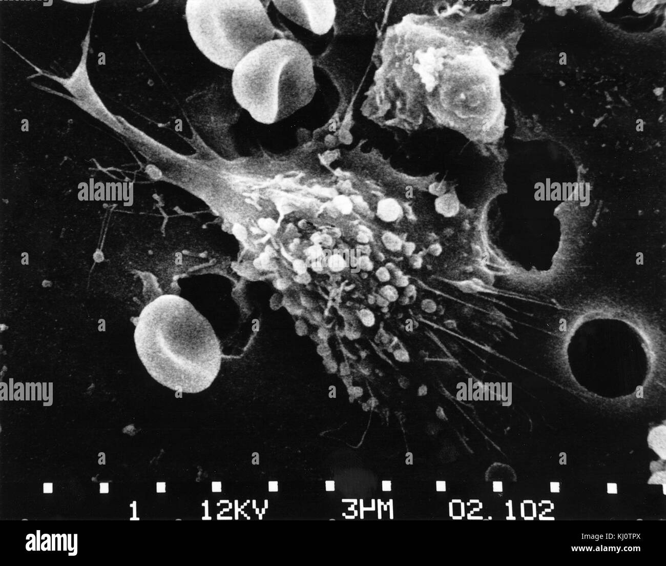 Cells 1 Black and White Stock Photos & Images - Alamy
