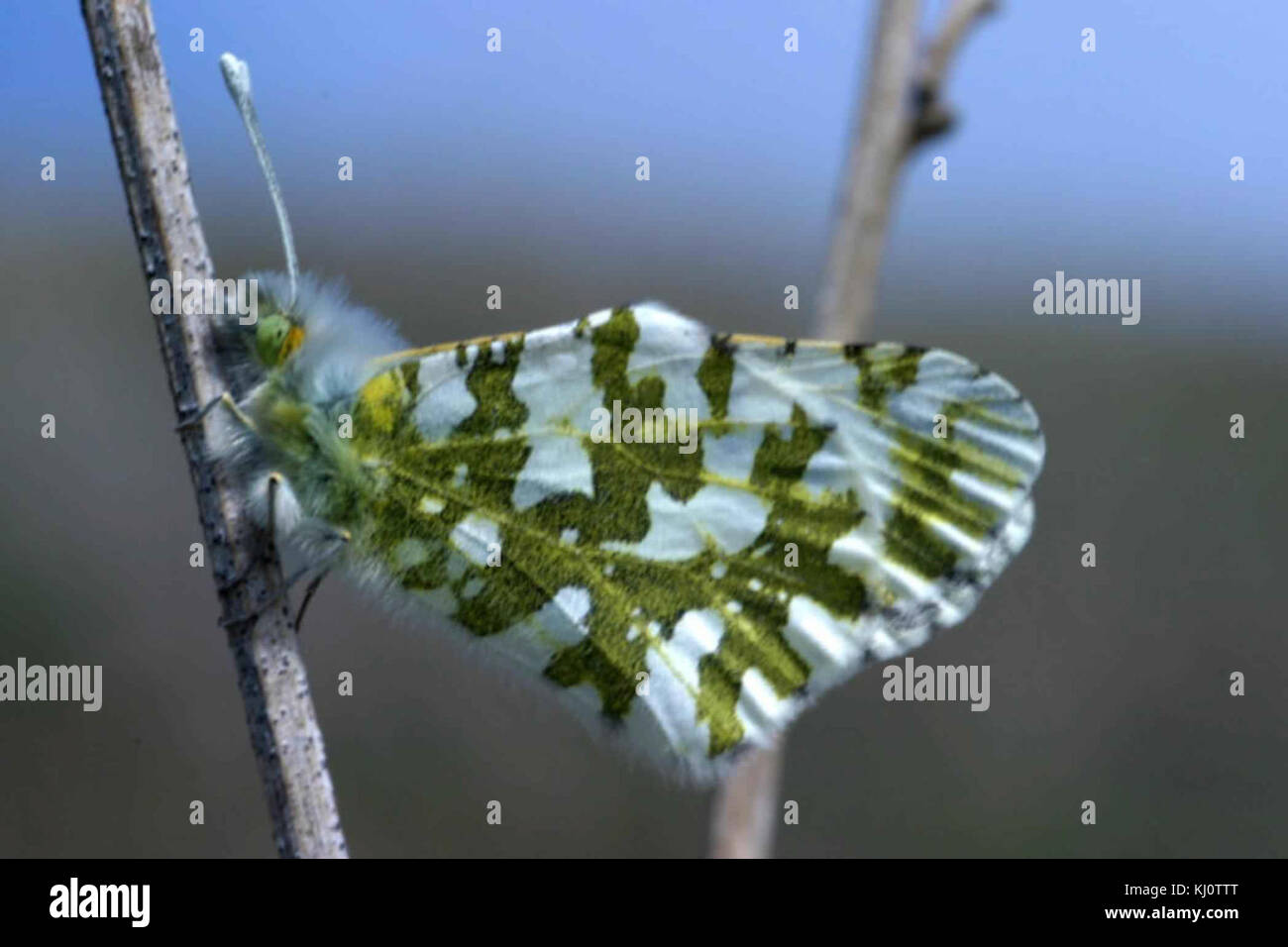 Island marble butterfly Stock Photo - Alamy