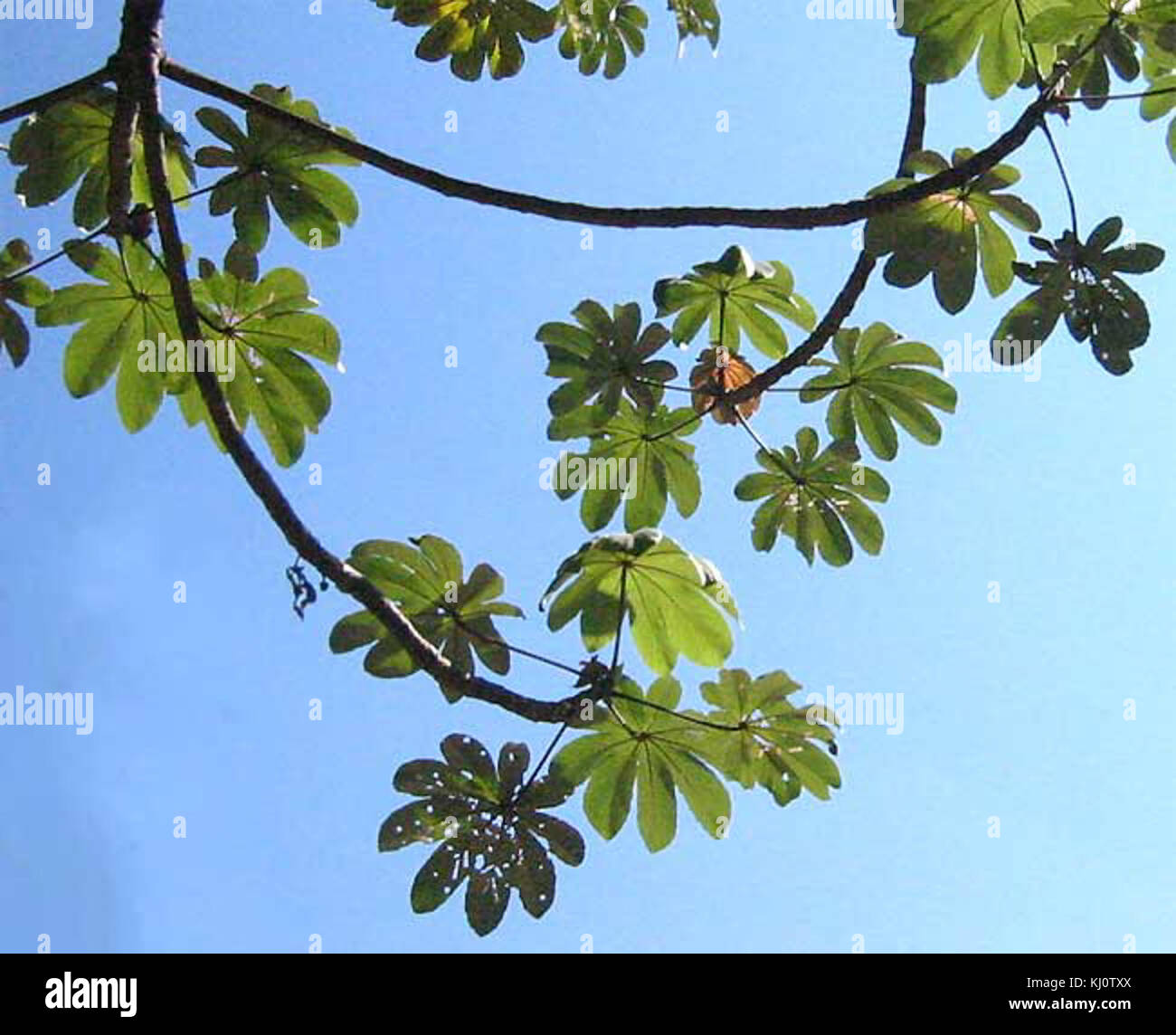 Cecropia leaves hi-res stock photography and images - Alamy