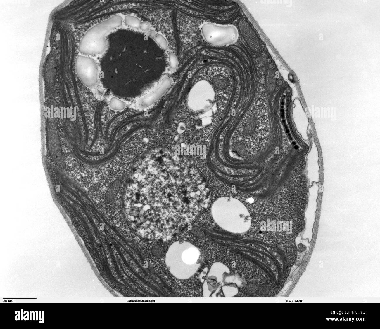 Chlamydomonas Labeled