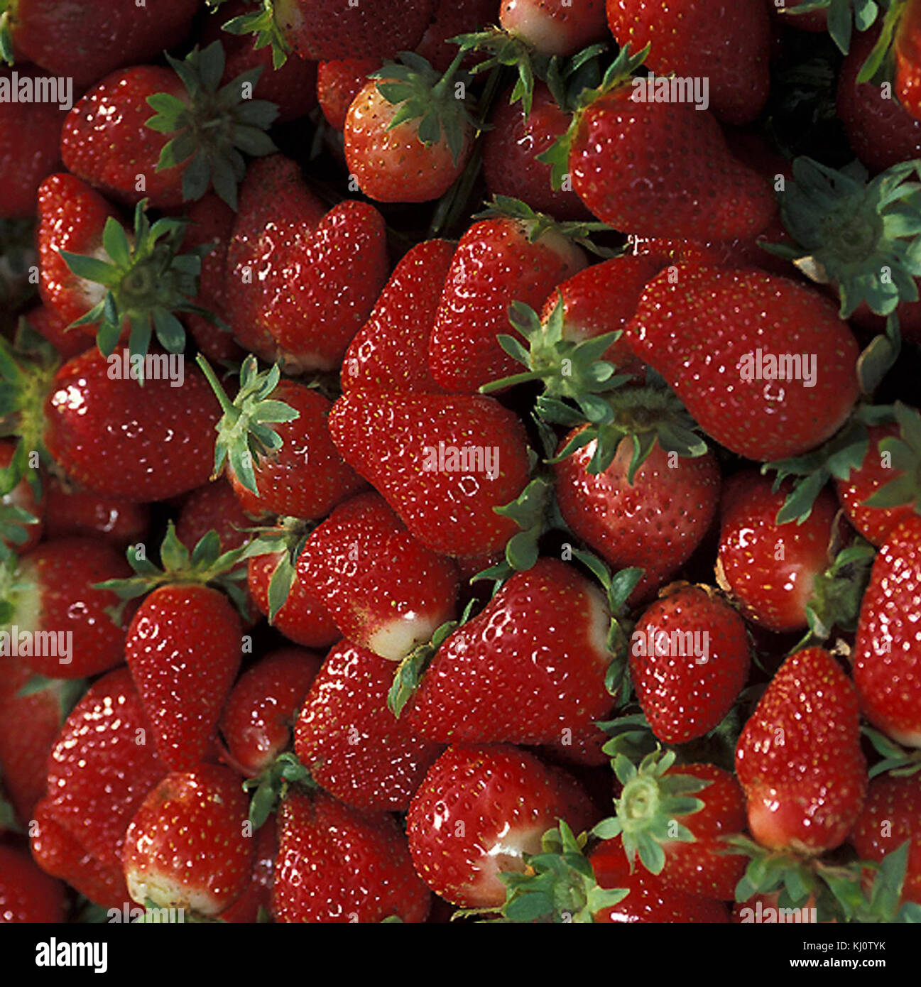 Chandler strawberries (1 Stock Photo - Alamy