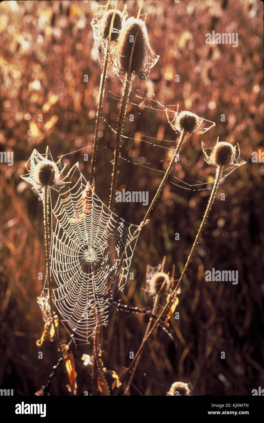 Cobwebs hi-res stock photography and images - Alamy