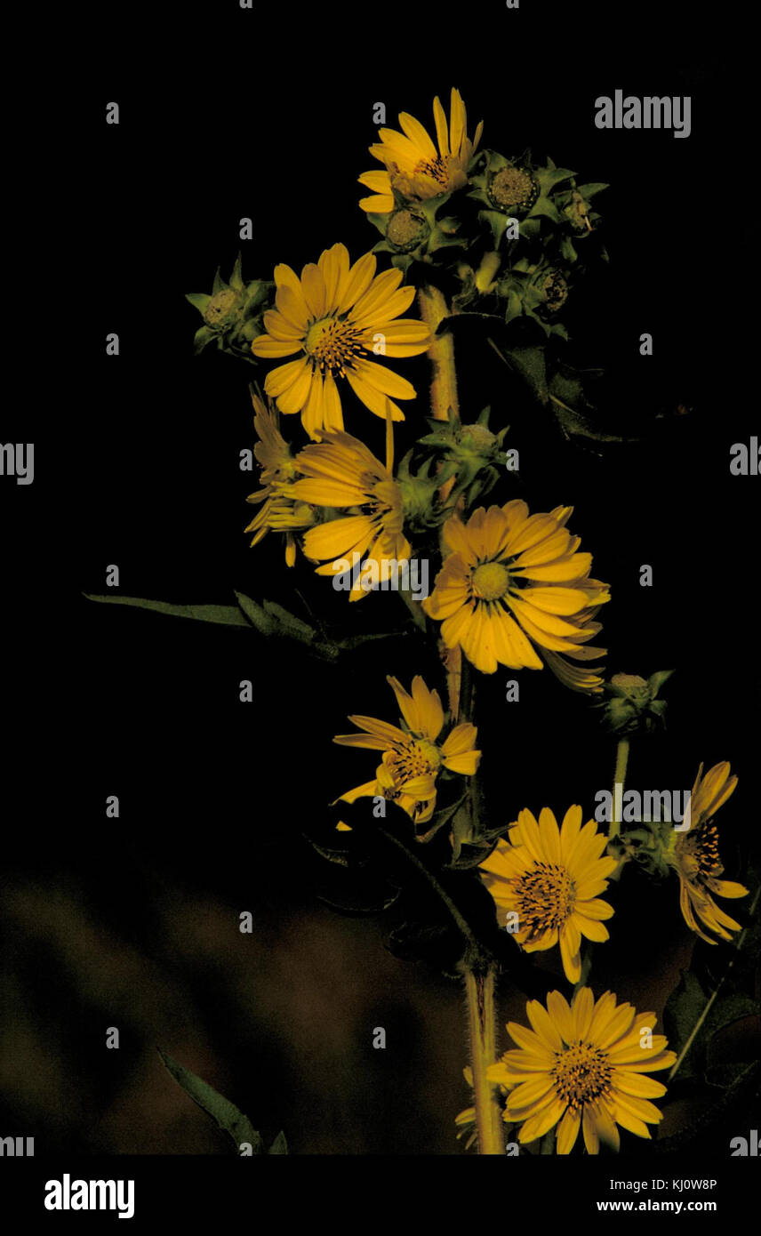 Compass plant flower Stock Photo - Alamy