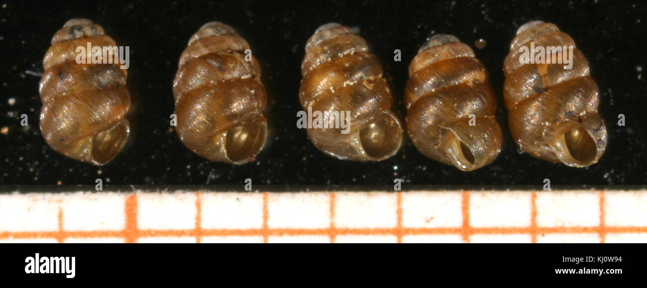 Columella High Resolution Stock Photography and Images - Alamy