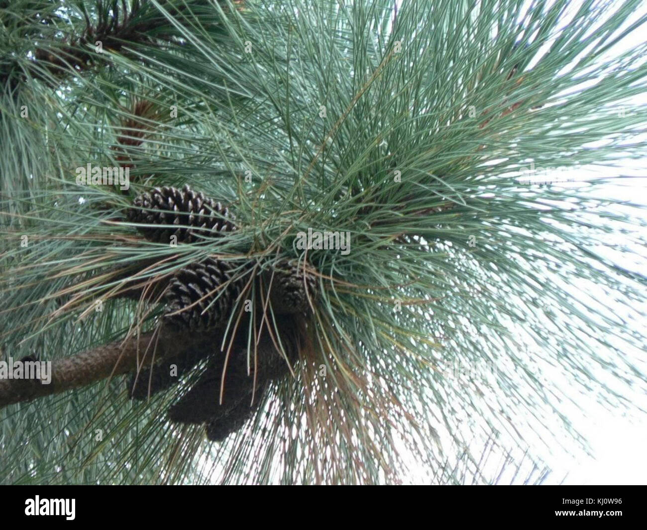 Coniferous trees features hi-res stock photography and images - Alamy