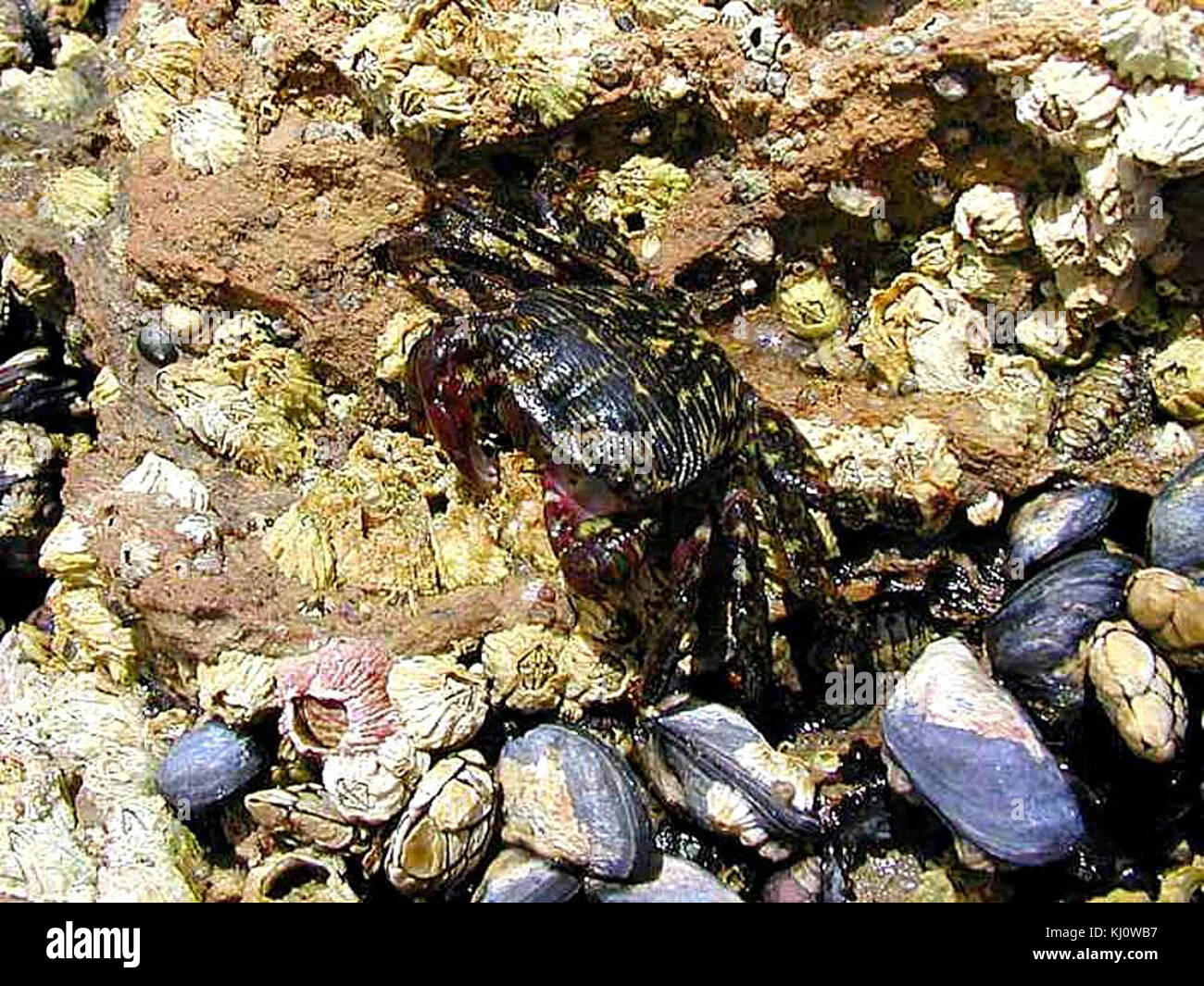 Crabs barnicles ocean tidepools sea Stock Photo - Alamy