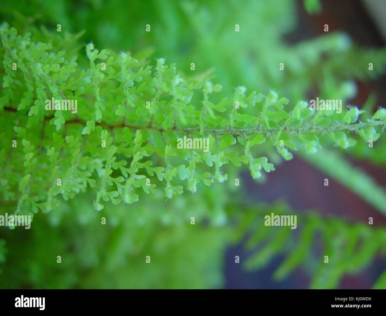 Curly fern leaf Stock Photo - Alamy
