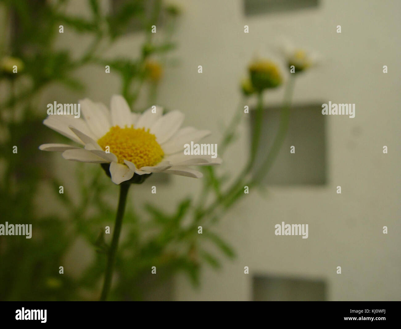 A close-up photograph of a daisy with its white petals and yellow ...