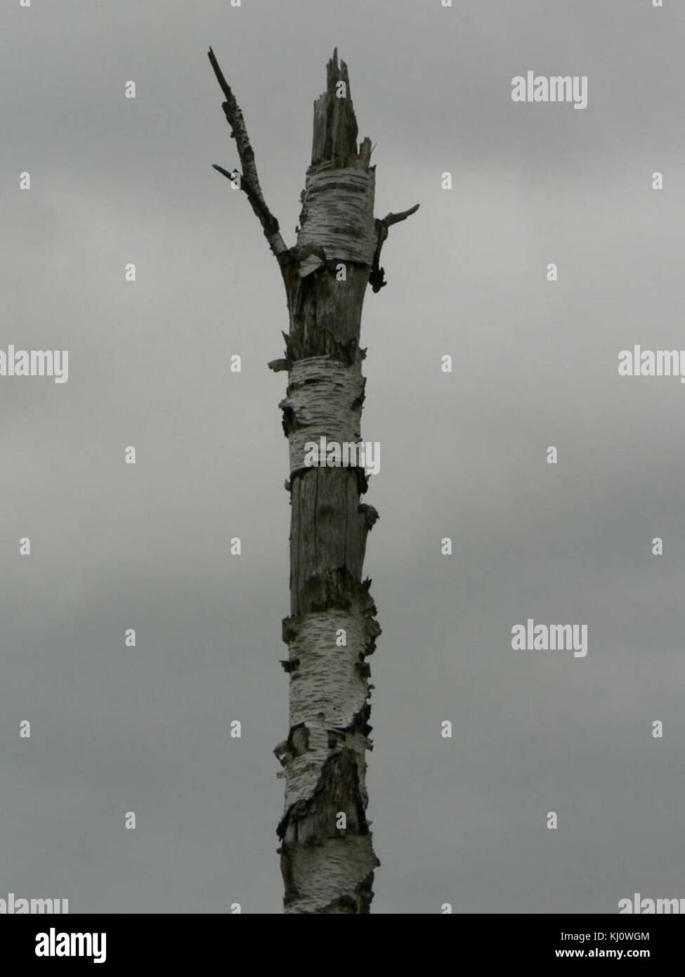 Dead tree (1 Stock Photo - Alamy