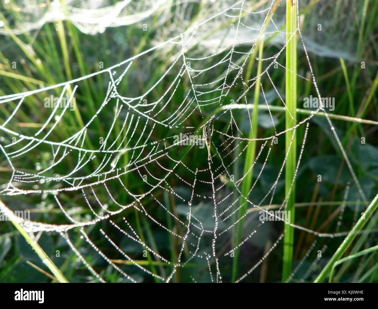 Dew covered spider web Stock Photo - Alamy