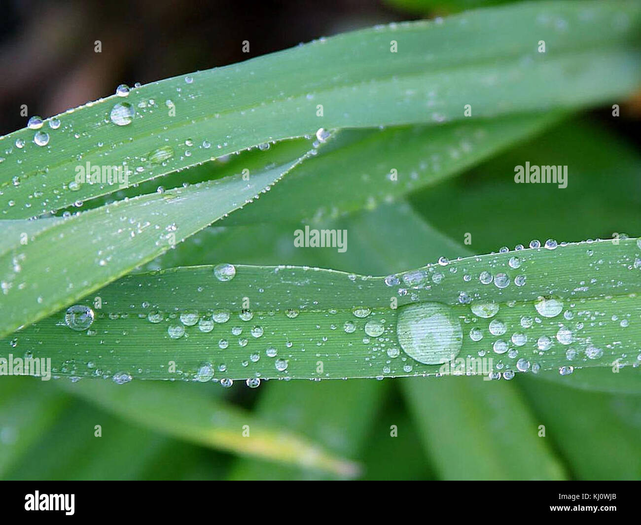 This image captures the dew that forms after a rainy morning ...