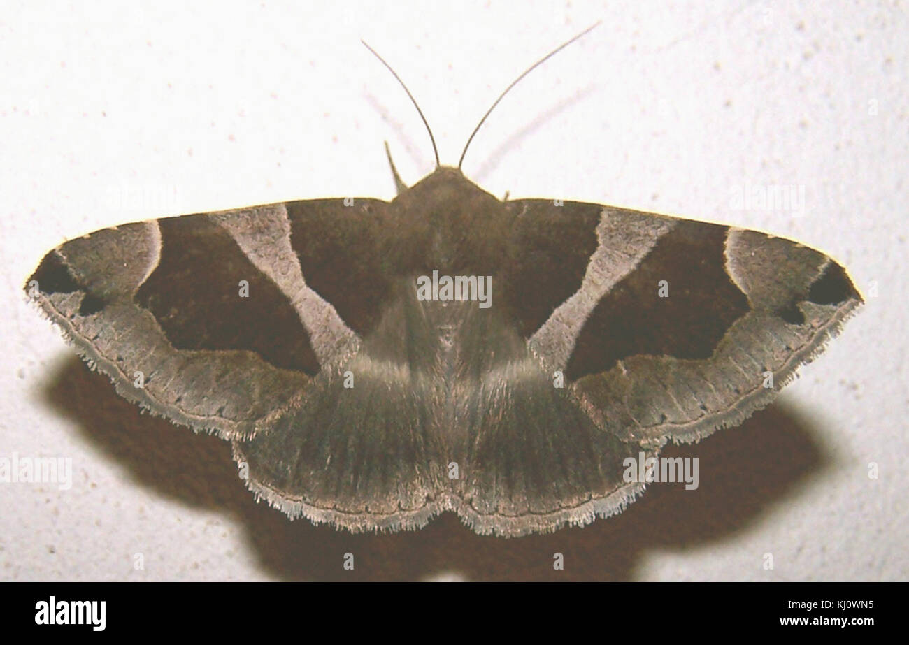 Dysgonia hi-res stock photography and images - Alamy