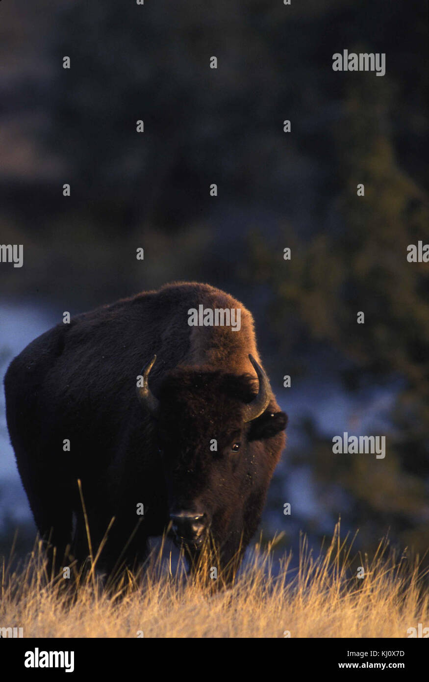 An adult bison walking in field Stock Photo - Alamy