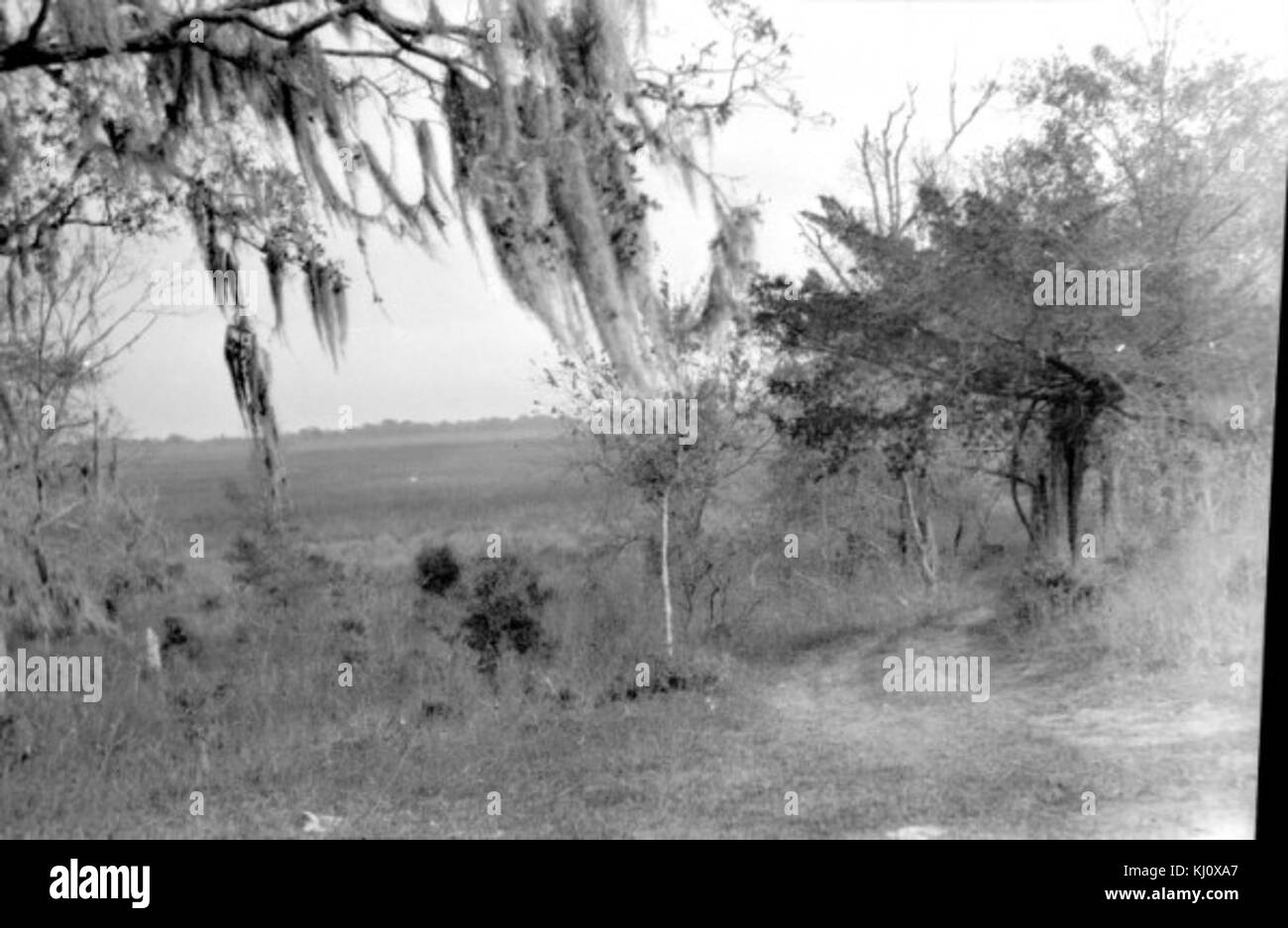 Spanish moss plant Black and White Stock Photos & Images - Alamy