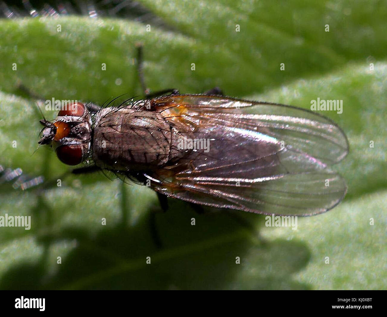 Flies fly wings bugs insects Stock Photo - Alamy