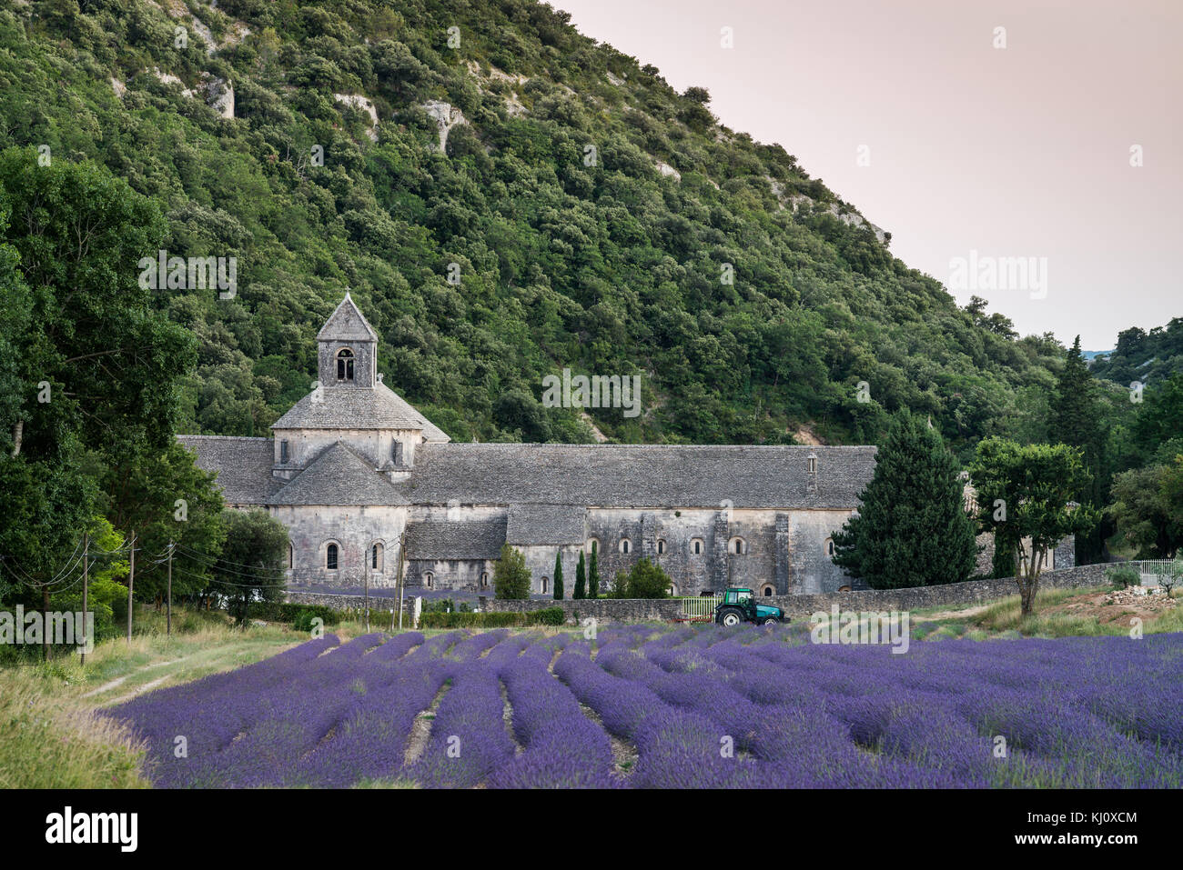 Abbey de Senanque viewed over lavander field, Provence, France, Europe ...
