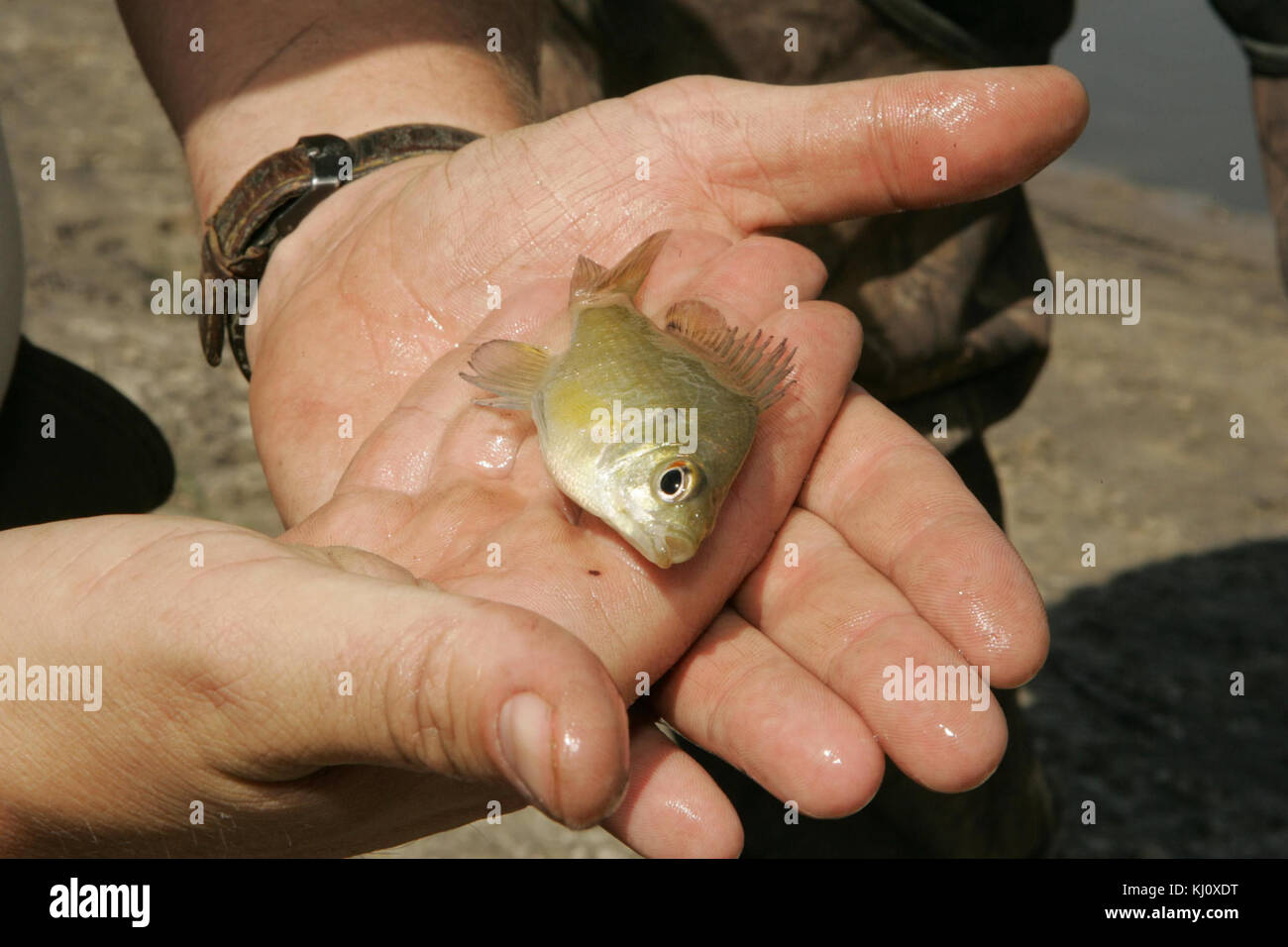 Fish in hands Stock Photo - Alamy